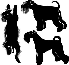 Schnauzer Vector Images (over 1,400)