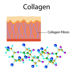 With collagen structure Royalty Free Vector Image