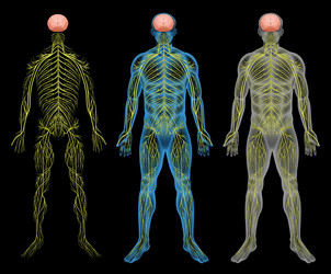Human nervous system Royalty Free Vector Image