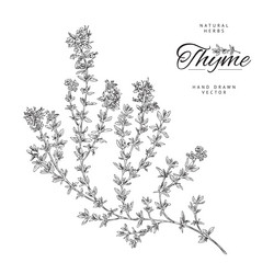 Thyme Vector Images (over 4,300)