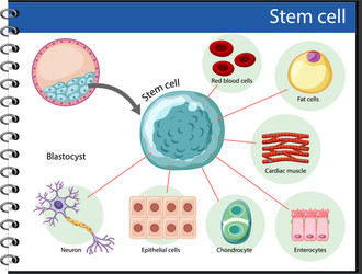 Human macro cells set bright medicine poster Vector Image