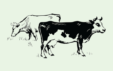 Black and white spotty cow Royalty Free Vector Image