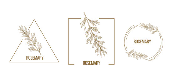 Rosemary floral hand drawn logo template Vector Image