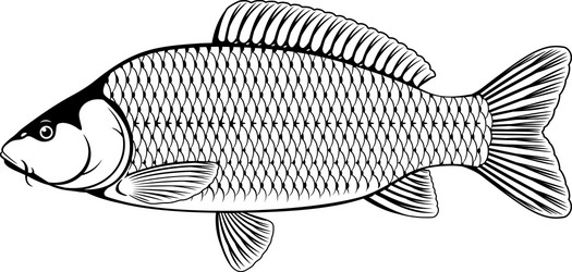 Common Carp Vector Images (over 420)