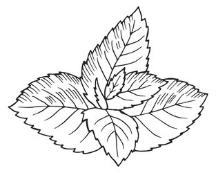 Mint Outline Vector Images (over 6,000)