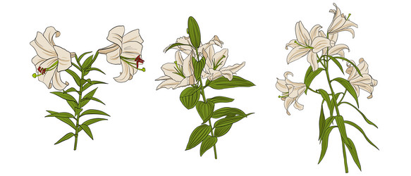 Lily Vector Images (over 38,000)