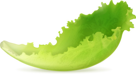 Fresh green leaf lettuce Royalty Free Vector Image