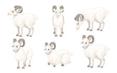 Sheep lamb and ram Royalty Free Vector Image - VectorStock