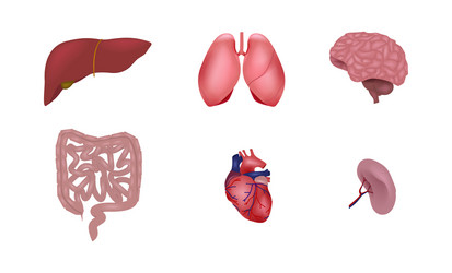 Set human organs Royalty Free Vector Image - VectorStock