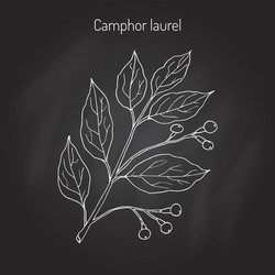 Camphor Tree Vector Images (49)
