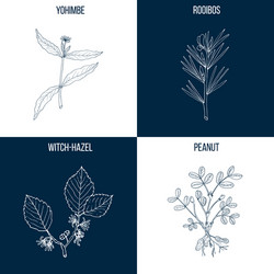 Witch Hazel Vector Images (over 110)