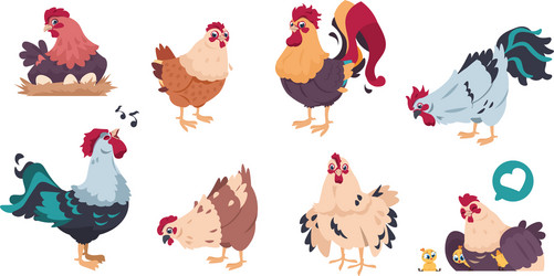 Chicken life cycle and rooster cartoon Royalty Free Vector