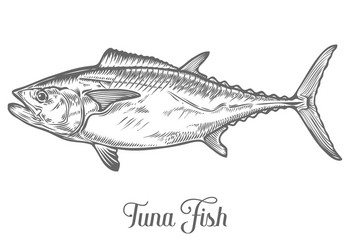 Tuna Vector Images (over 28,000)