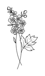 Hawthorn Flower Vector Images (over 300)