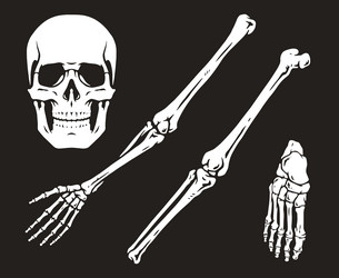 Human skeleton monochrome set elements Royalty Free Vector
