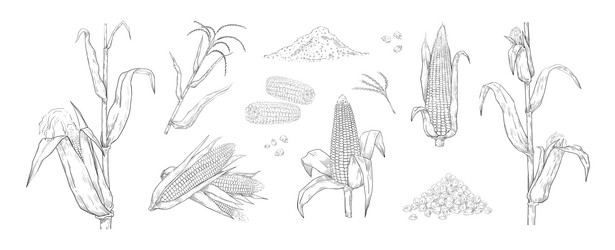 Hand drawn corn sweet maize cobs grains Royalty Free Vector