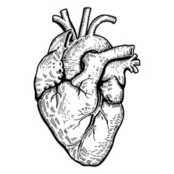 Human Heart Drawing Line Work Vector Images (59)