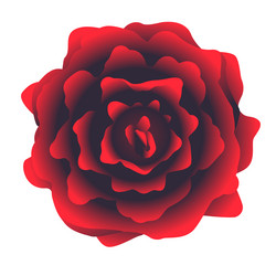 Deep pink rose top view isolated sketch Royalty Free Vector