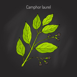 Camphor Tree Vector Images (49)