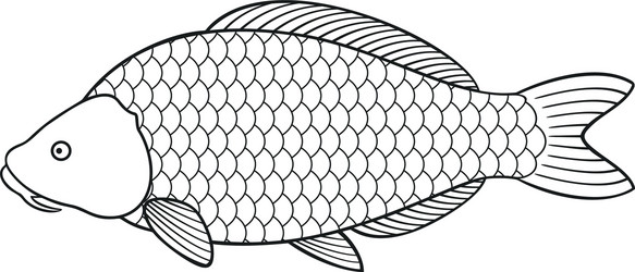Grass carp Royalty Free Vector Image - VectorStock