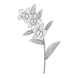 Orchid Drawing Vector Images (over 5,200)