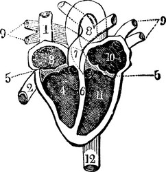 Human Heart Chambers Vector Images (99)