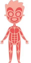 Human muscular system Royalty Free Vector Image