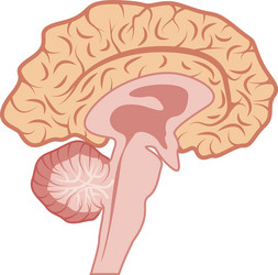 Human brain cartoon Royalty Free Vector Image - VectorStock