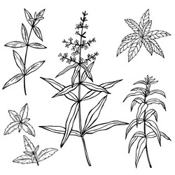 Lemon Verbena Vector Images (over 180)