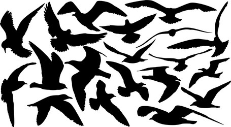 Set of seagulls Royalty Free Vector Image - VectorStock