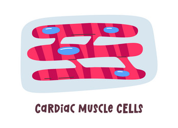 Cardiac muscle cells Royalty Free Vector Image