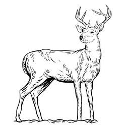 Red Deer Vector Images (over 15,000)