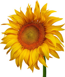 Sunflower Vector Images (over 43,000)