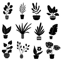 Hand drawn indoor flower black contour isolated Vector Image