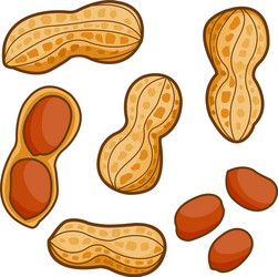 Peanuts in Shell Vector Images (over 2,400)