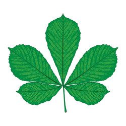 Chestnut leaf sketch isolated Royalty Free Vector Image
