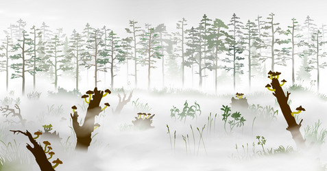 Swamp in the fog front of pine tree forest Vector Image
