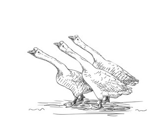 Angry Goose Vector Images (over 340)