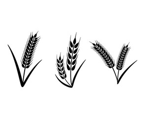 Ear of wheat barley or rye icon isolated Vector Image