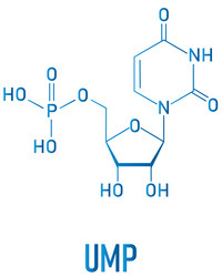 Uracil Vector Images (over 110)