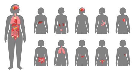 Cartoon human body parts composition Royalty Free Vector