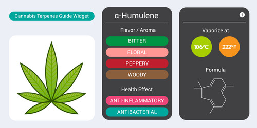 Cannabis terpene guide information chart aroma Vector Image
