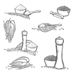 Hand draw black pepper sketch Royalty Free Vector Image