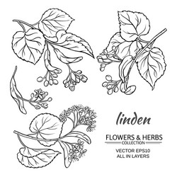 Monochrome drawing of linden leaves and beautiful Vector Image