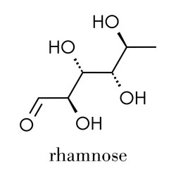 Rhamnose l-rhamnose deoxy sugar molecule used Vector Image