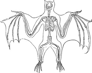 Bat Skeleton Vector Images (over 3,800)