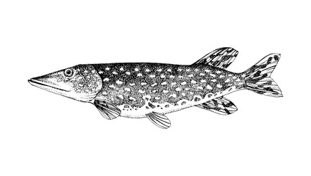 Pike Vector Images (over 6,600)