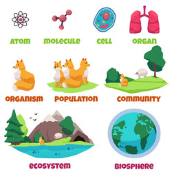 Biological photosynthesis infographic elements Vector Image
