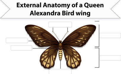 External anatomy of a butterfly worksheet Vector Image