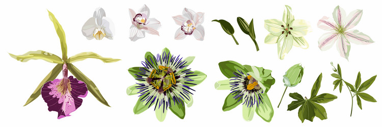 Tropical flowers white flowers exotic plants Vector Image